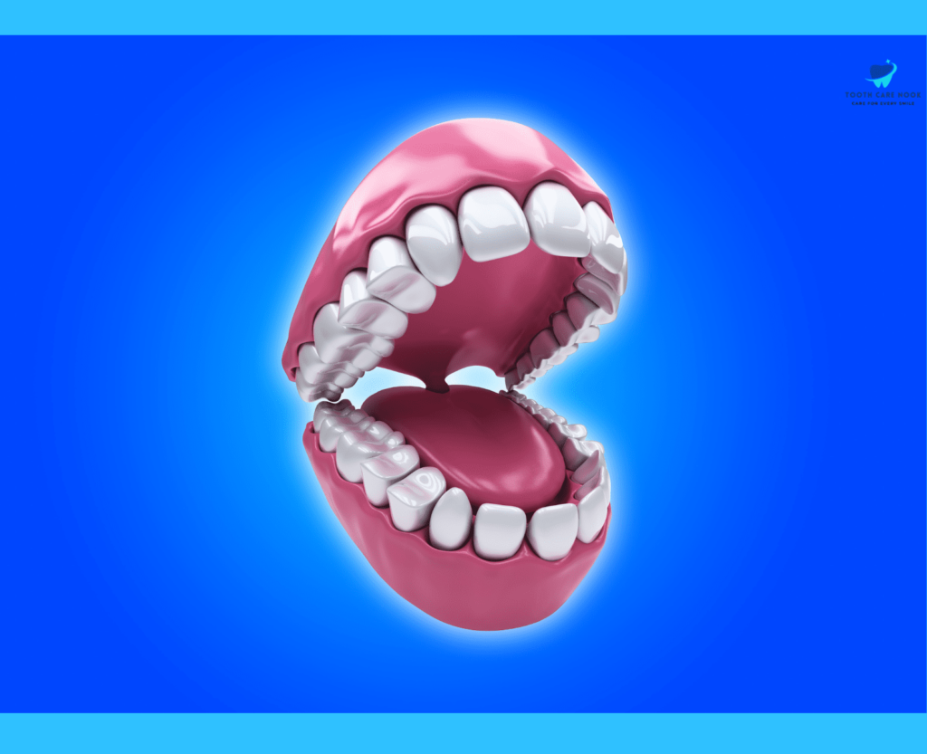 All About Dental Formula Of Human | A Comprehensive Guide